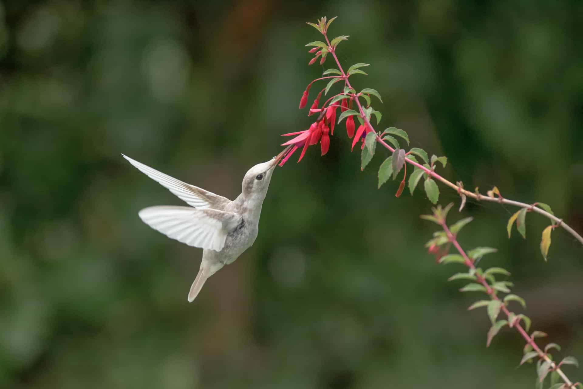The radioactive animals of Chernobyl