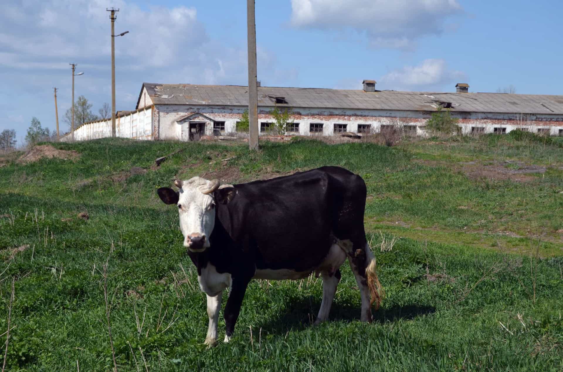 The radioactive animals of Chernobyl