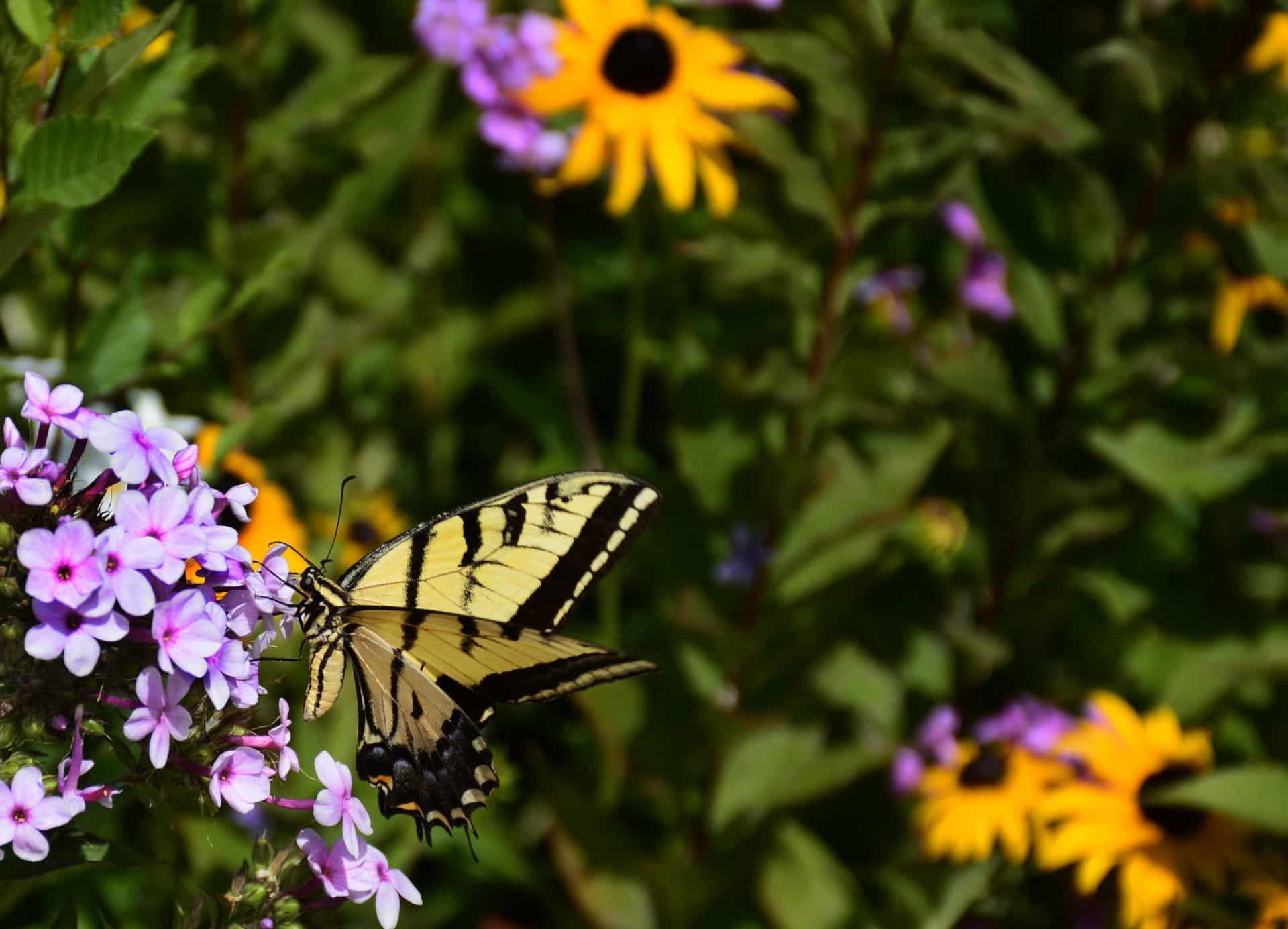 The radioactive animals of Chernobyl