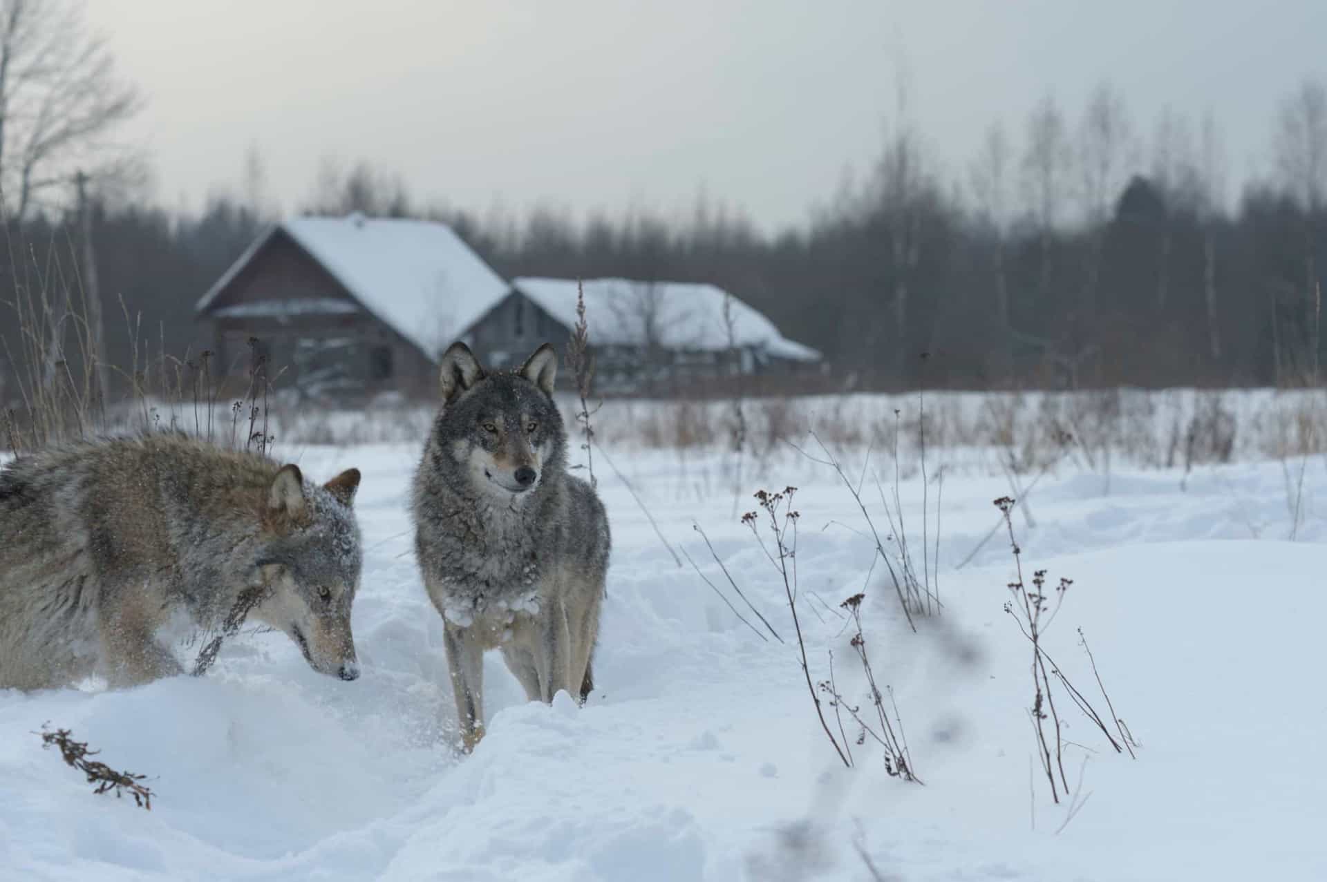 The radioactive animals of Chernobyl