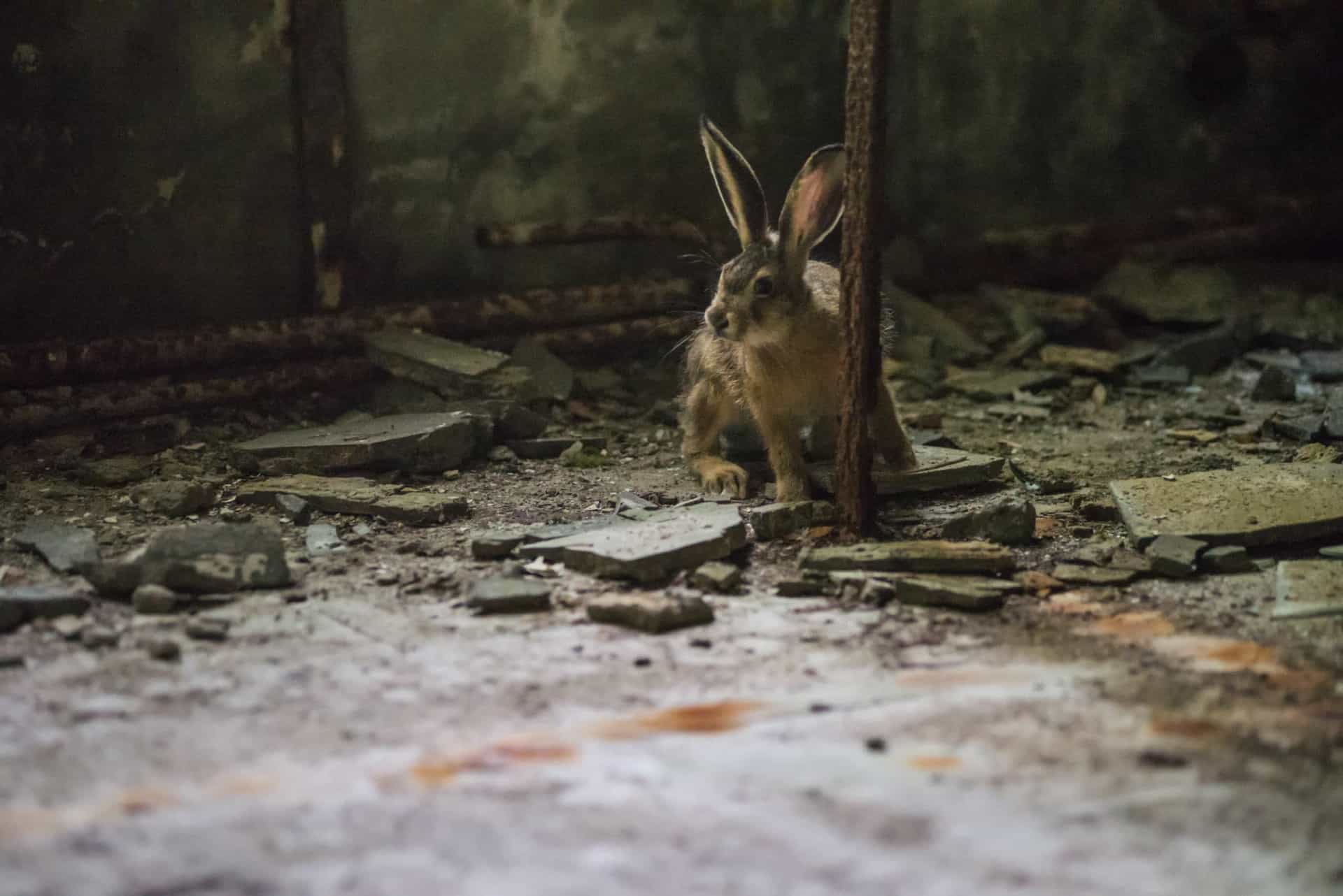 The radioactive animals of Chernobyl