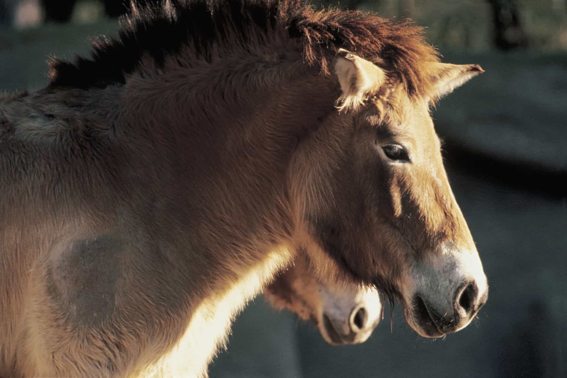 The radioactive animals of Chernobyl