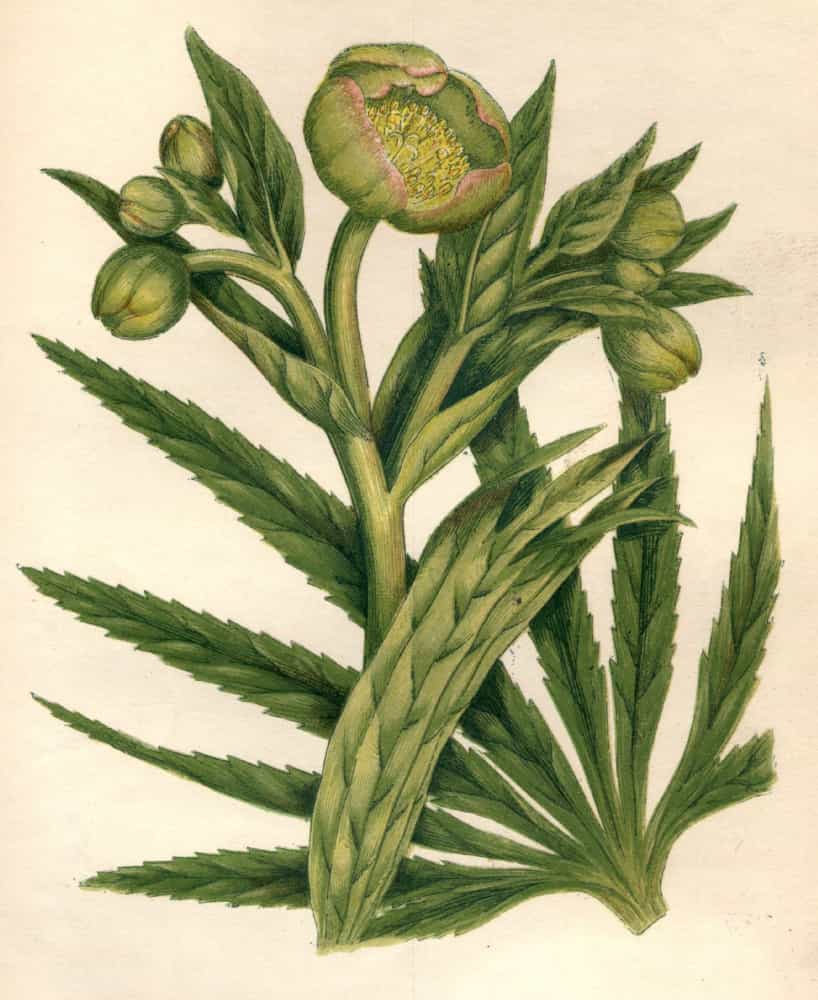 The terrible facts behind chemical warfare