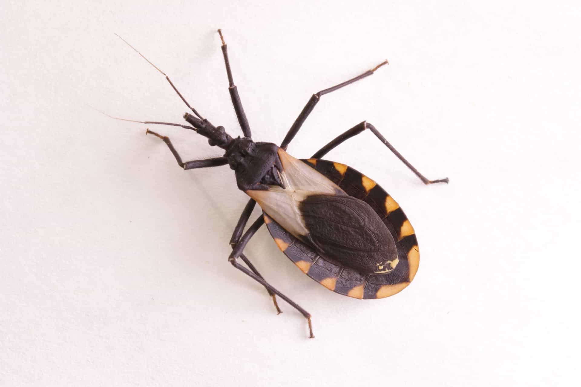Chagas disease: the parasite that lurks for decades