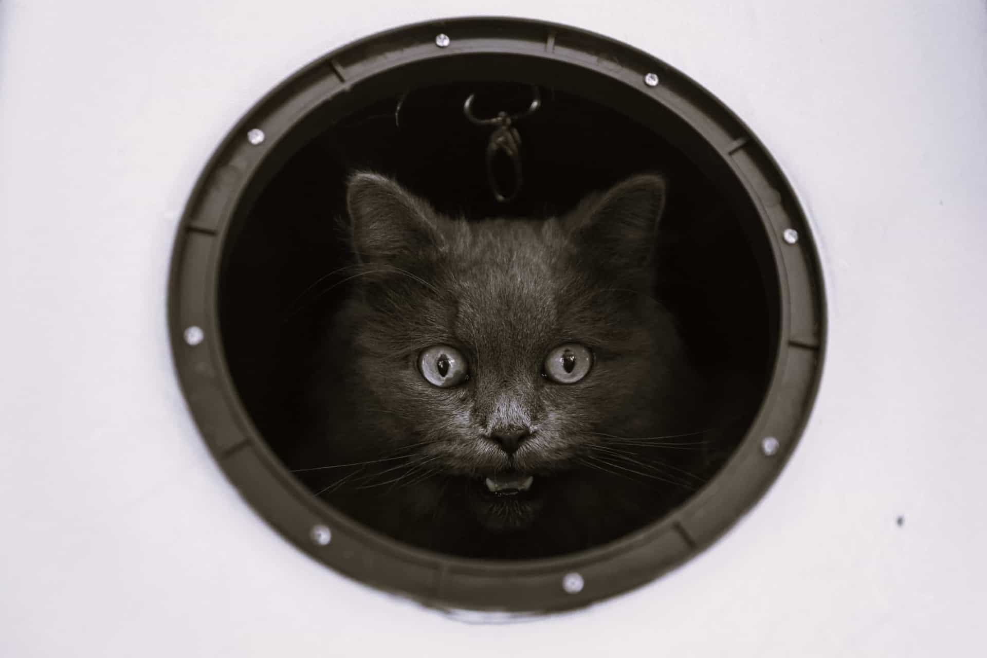 Sinister declassified CIA operations