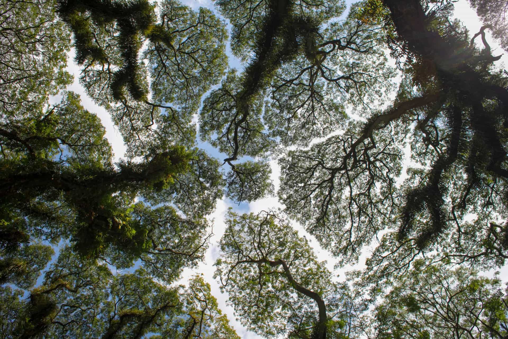 Crown shyness: Ein faszinierendes Naturphänomen