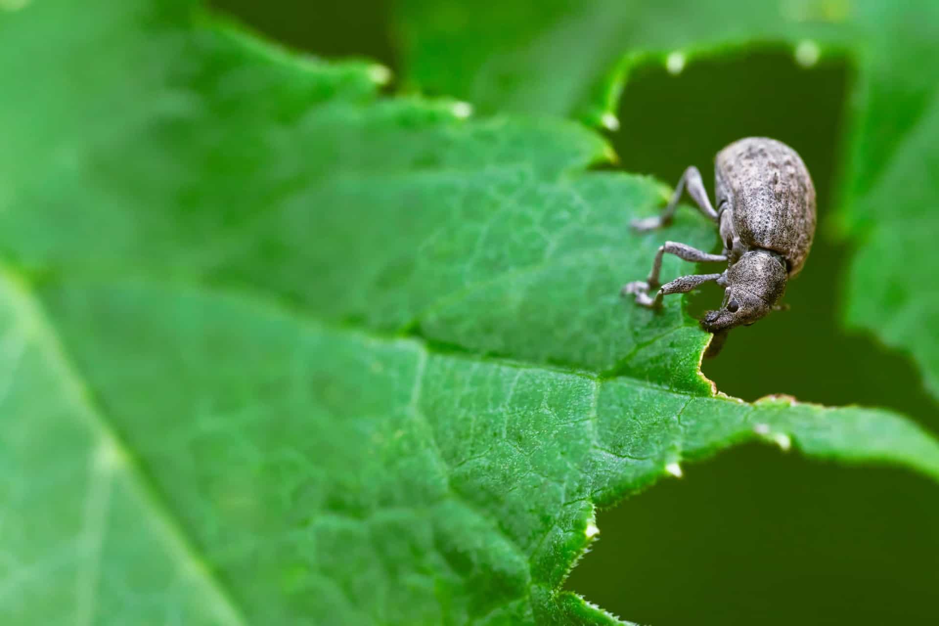 What would happen to Earth if humans went extinct?