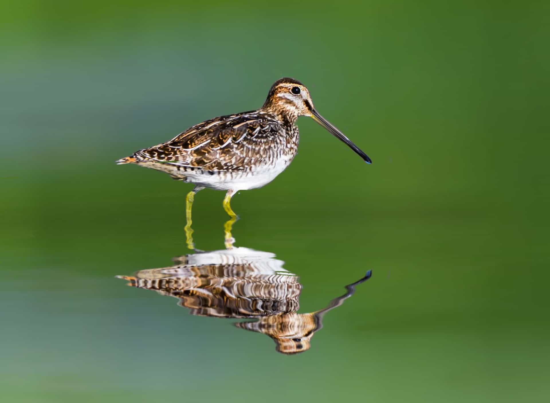 Wildlife named after people