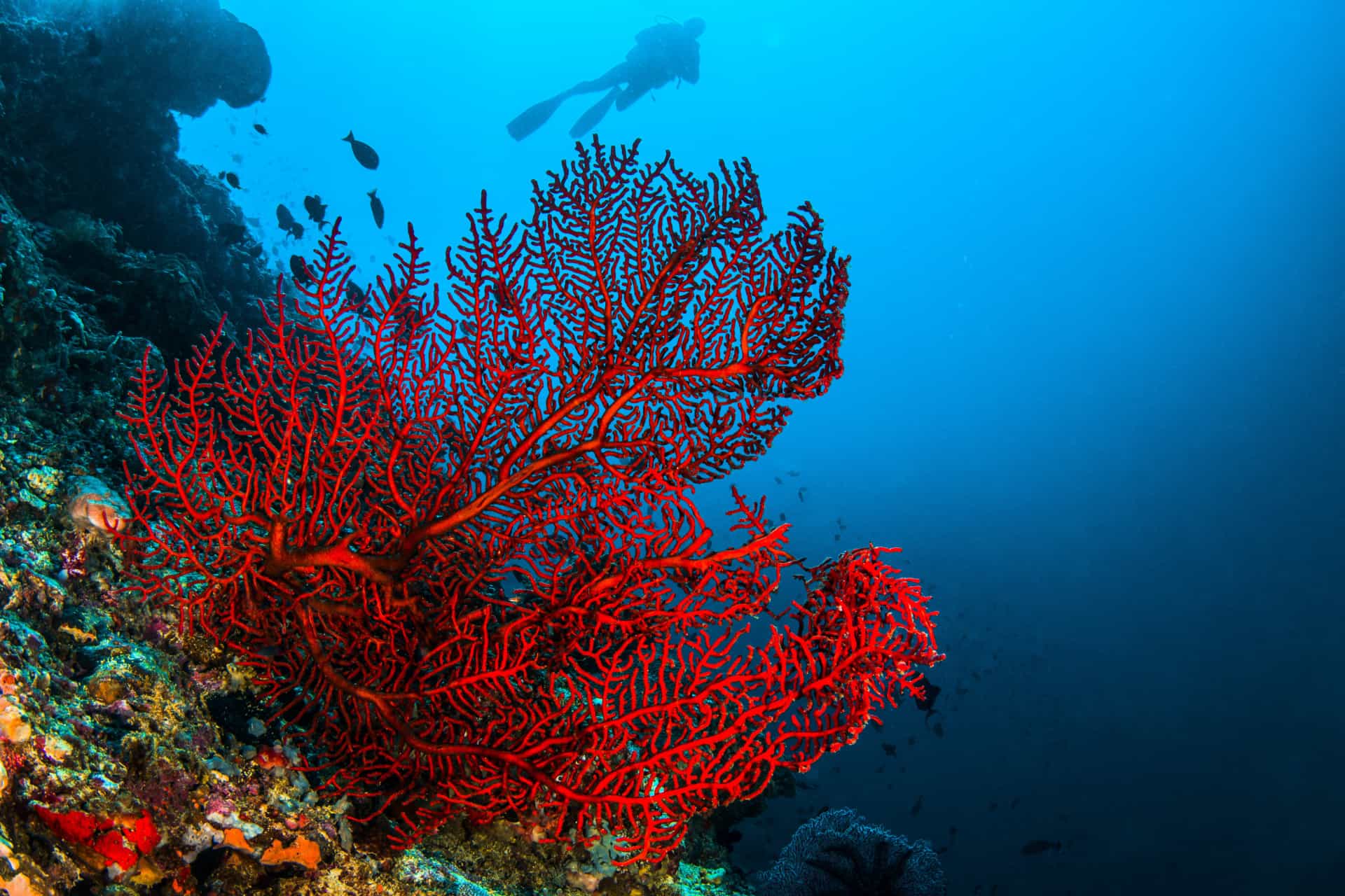 The world's most colorful coral reefs