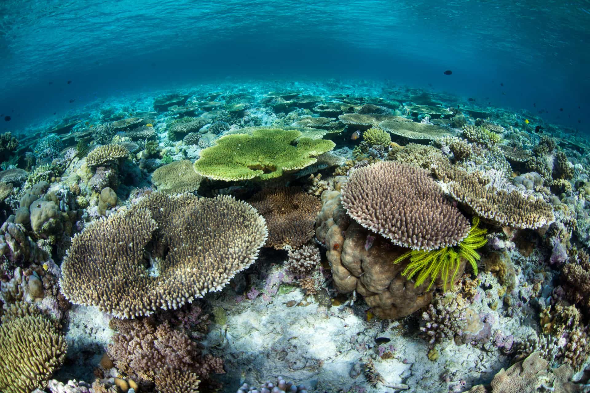 The world's most colorful coral reefs