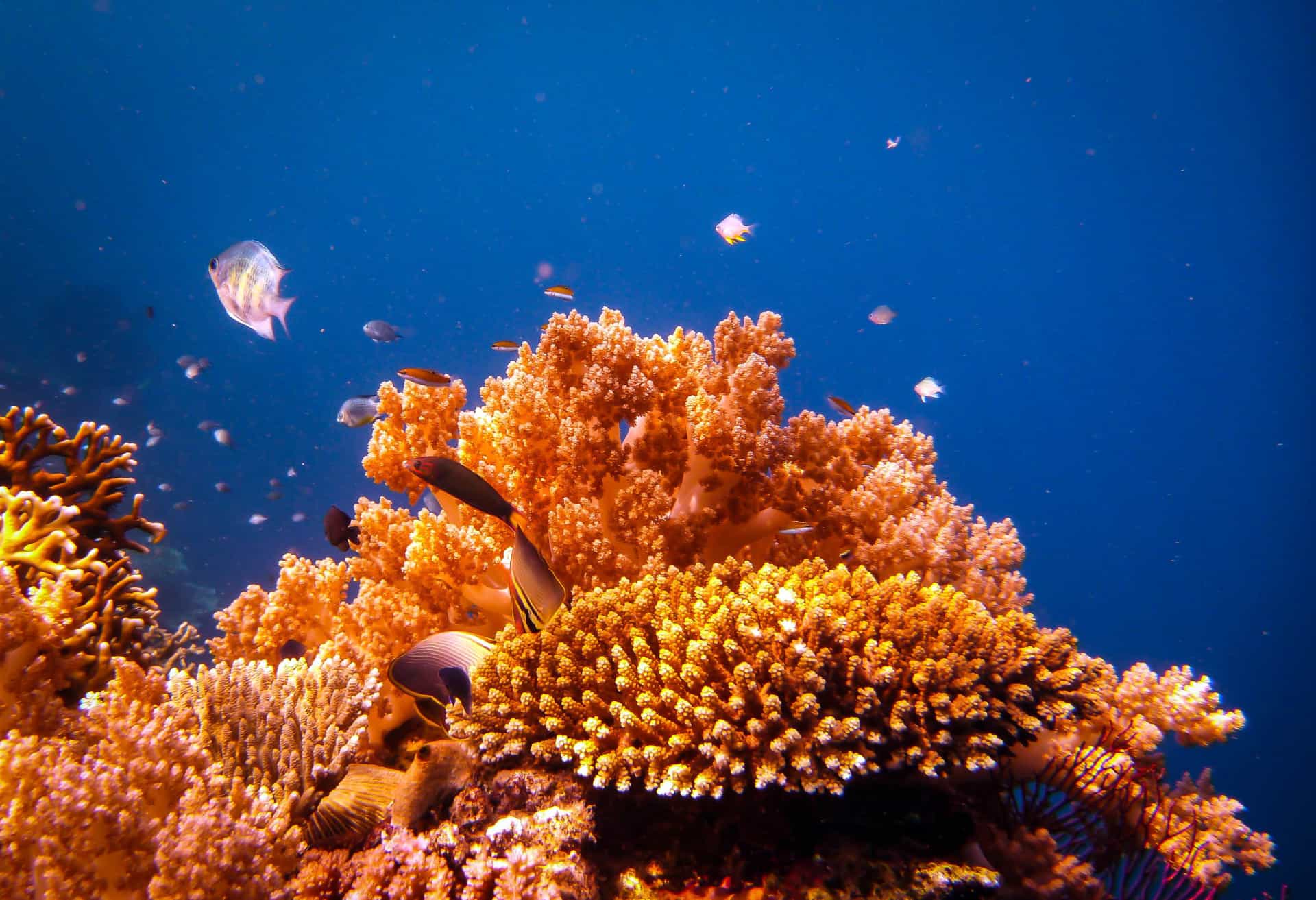 The world's most colorful coral reefs