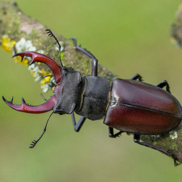 The 16 Most Disgusting House Bugs and How To Get Rid of Them
