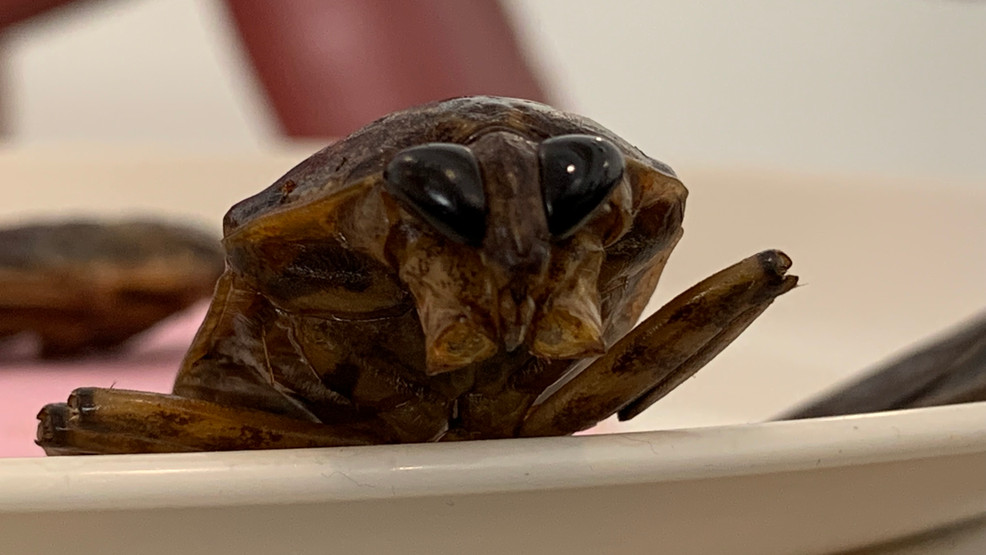 El Paso Zoo's 'Quit Bugging Me' event returns to help you vent frustration creatively