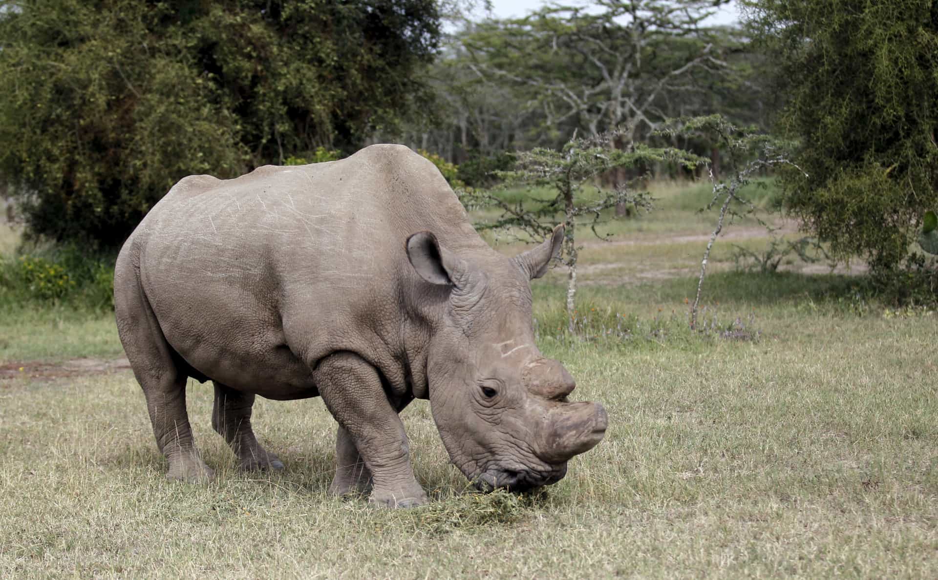 Lost animal species that returned from extinction