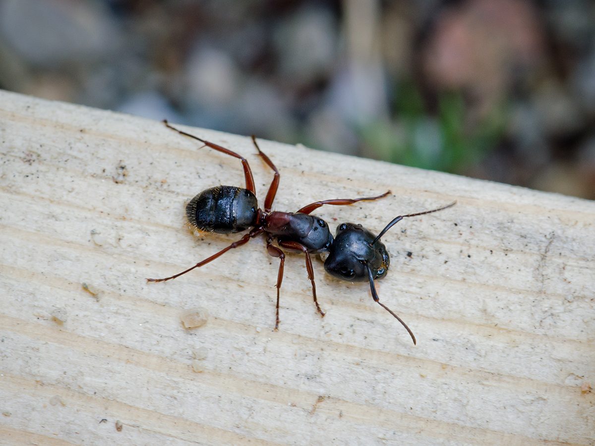 How to get rid of ants for good