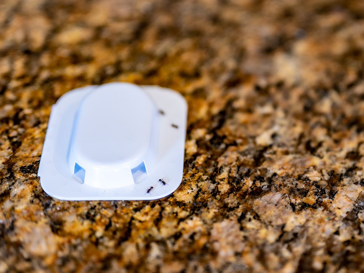 How to Get Rid of Ants for Good