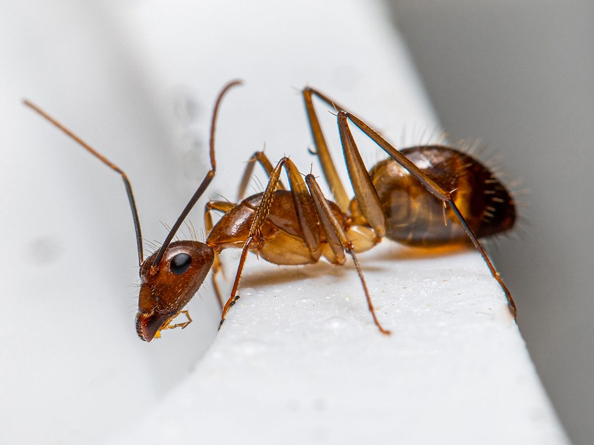 How to Get Rid of Ants for Good