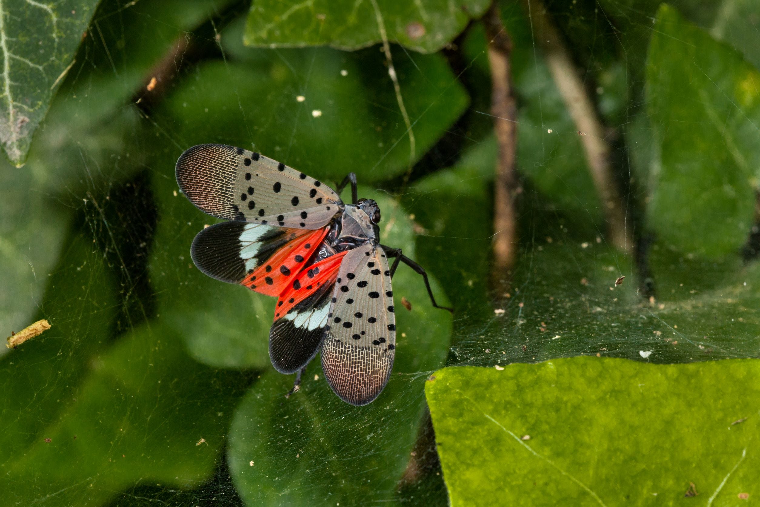 Should you remove invasive tree of heaven to stop spotted lanternflies ...