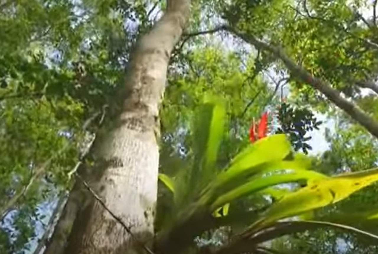 Árvore de tronco avermelhado simboliza o Brasil; curiosidades