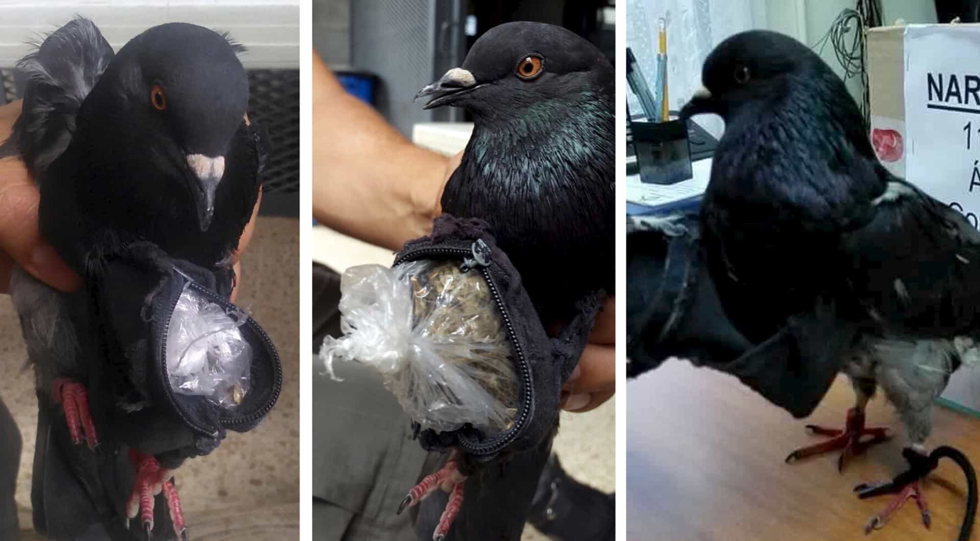 Pigeons: Unveiling the hidden talents of the world's most misunderstood ...