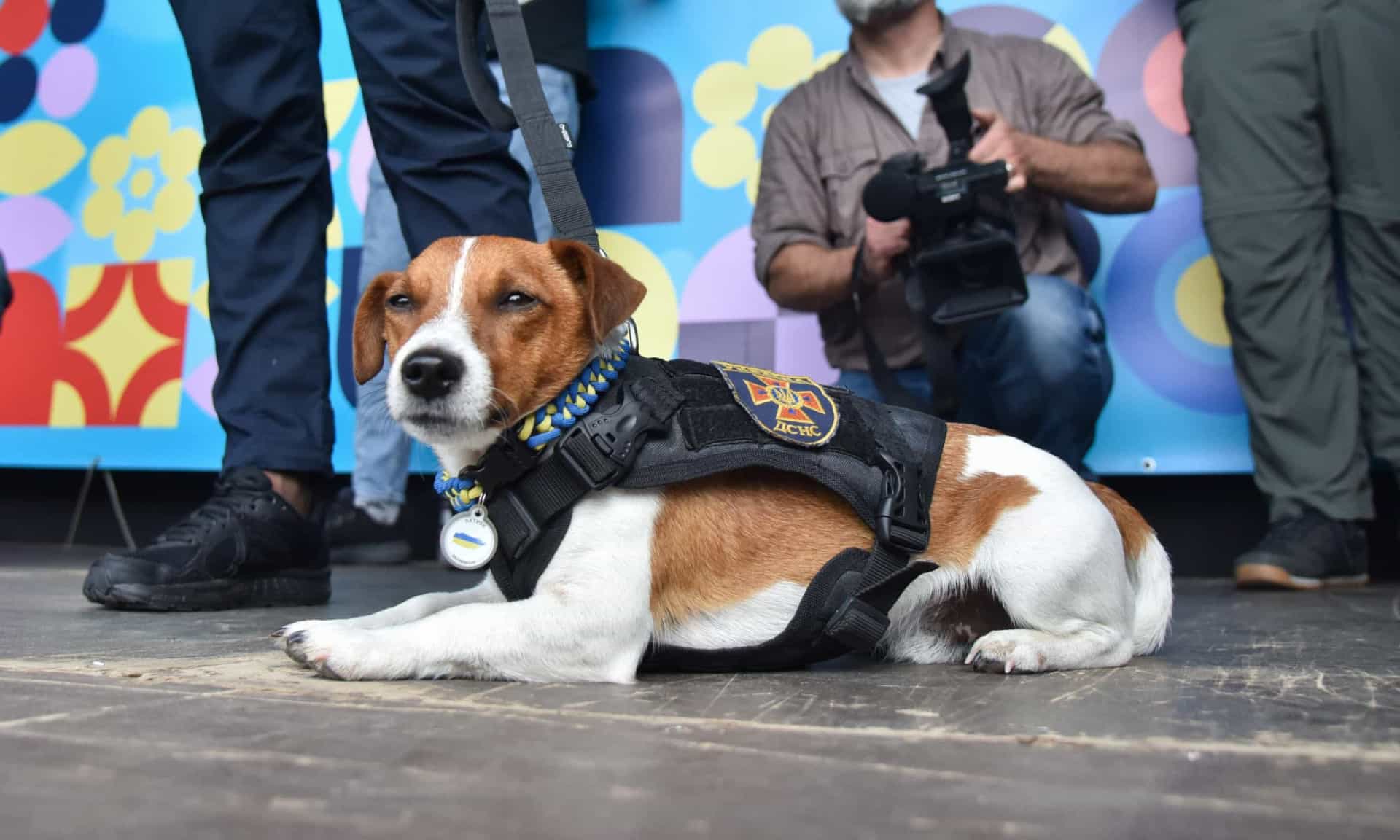 At our service: the dogs that help humanity