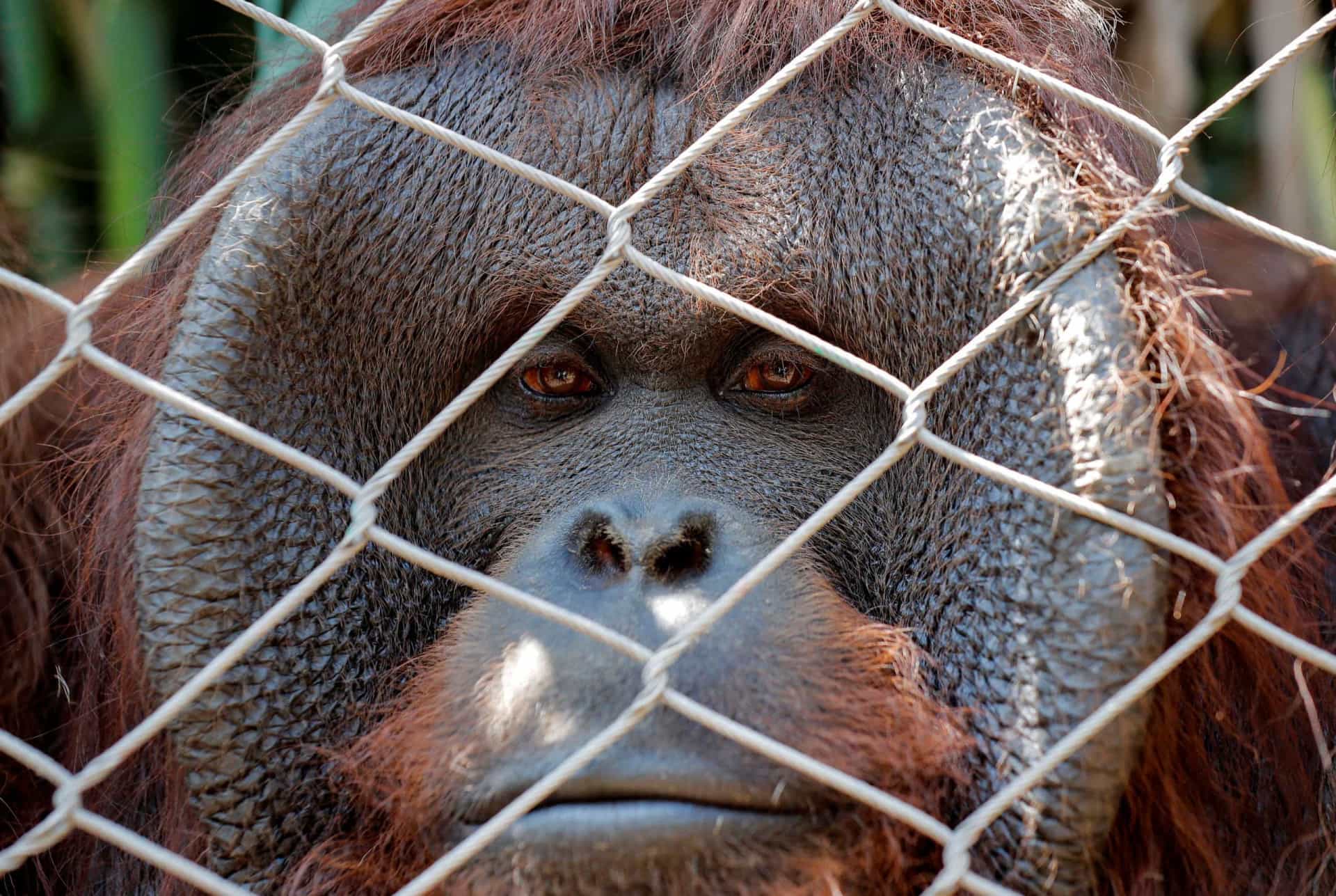 The most tragic zoo attacks of all time