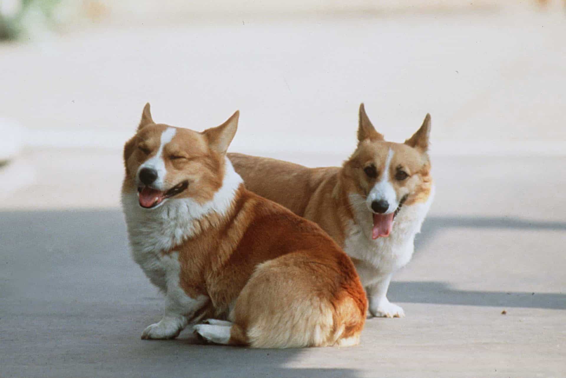 Ranking the cutest dog breeds