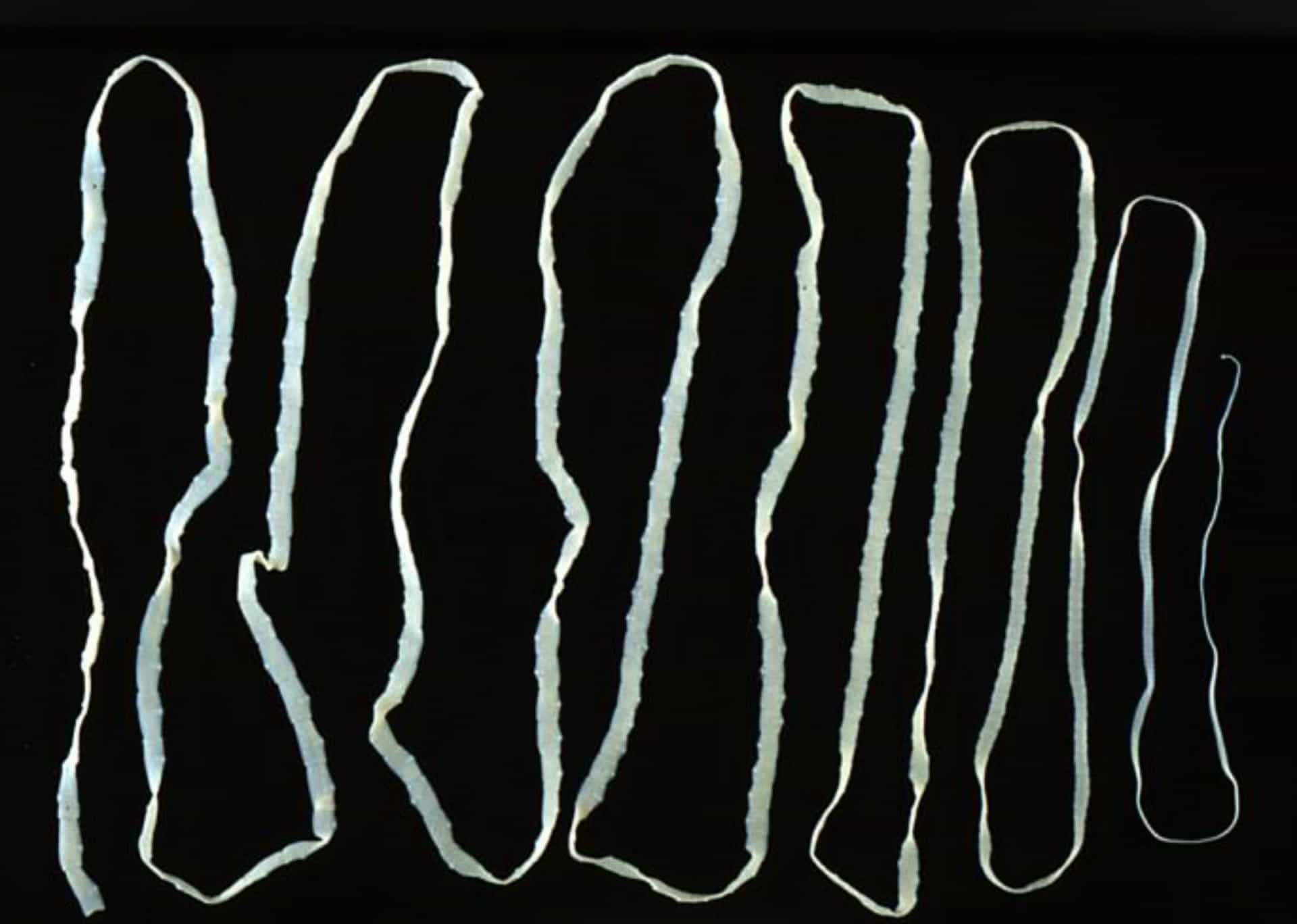 Quand la médecine ancienne défiait la logique : traitements surprenants ...