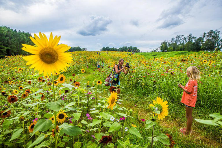 The 8 Best Sunflower Fields in Raleigh and Surrounding Triangle [U-Pick ...