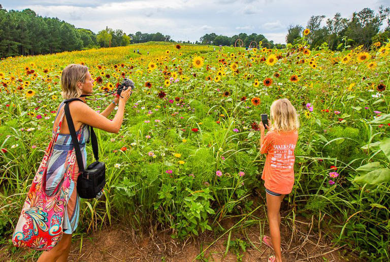 The 8 Best Sunflower Fields in Raleigh and Surrounding Triangle [U-Pick ...