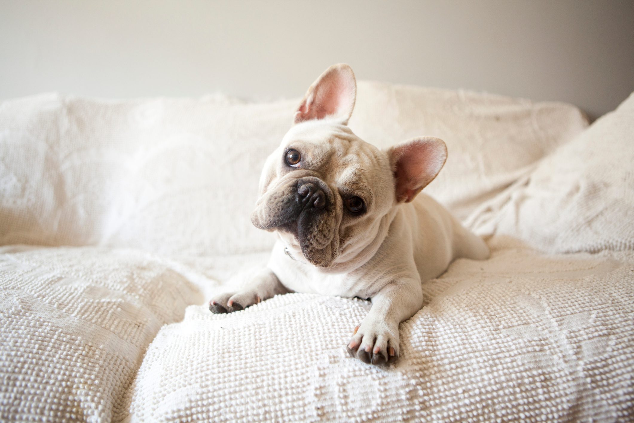 The results are in! These are the most popular dog breeds in the US ...