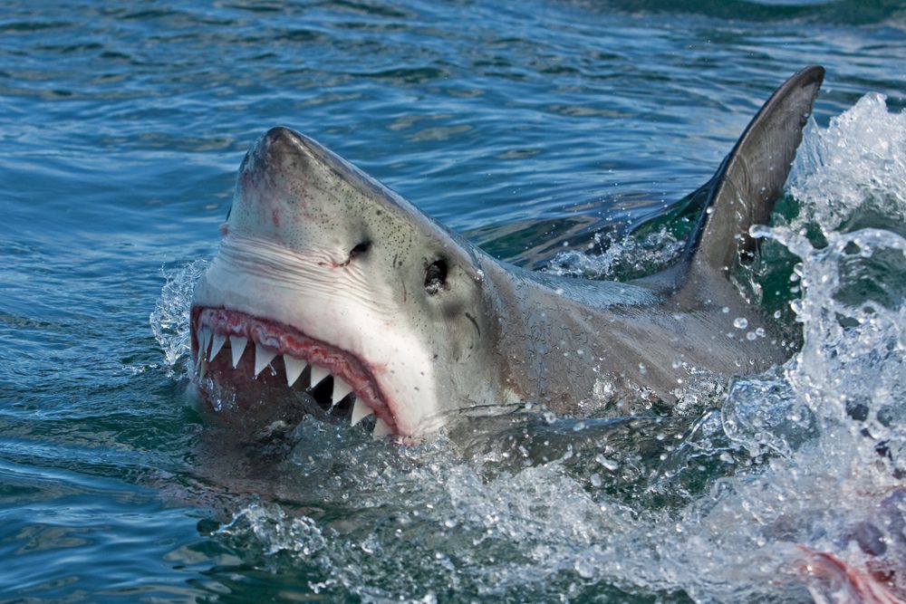 The Most Shark-Infested Waters in the World
