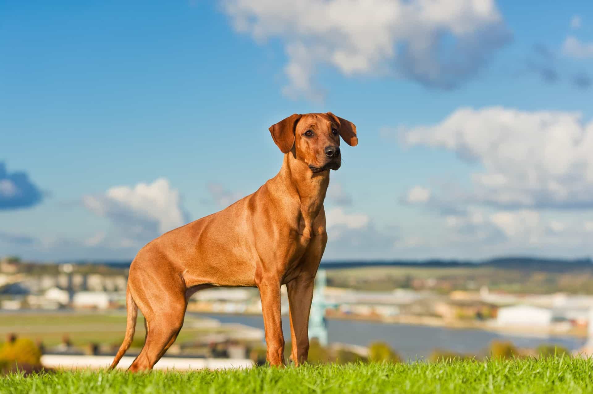 The fascinating histories behind the world's favorite dog breeds