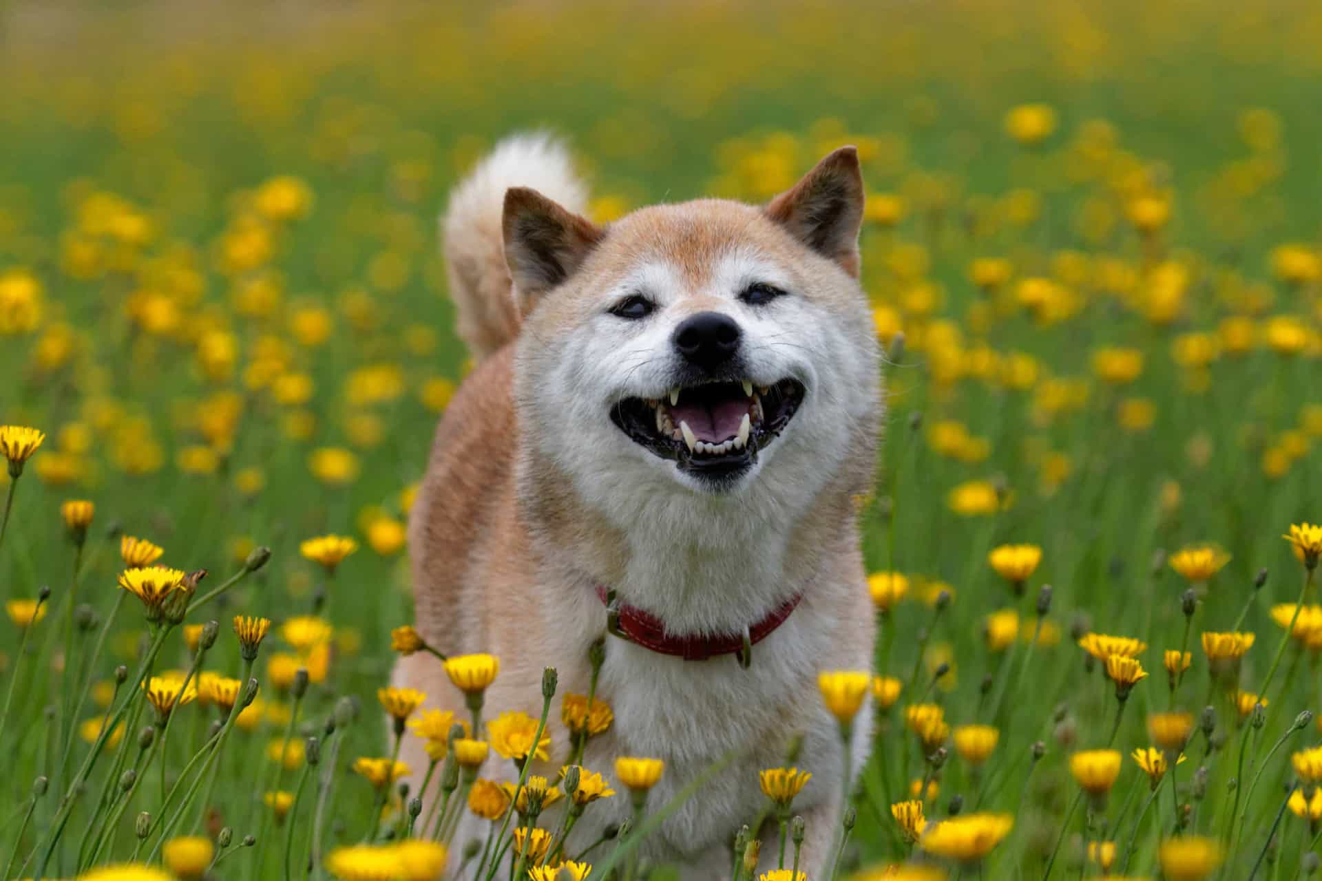 The fascinating histories behind the world's favorite dog breeds