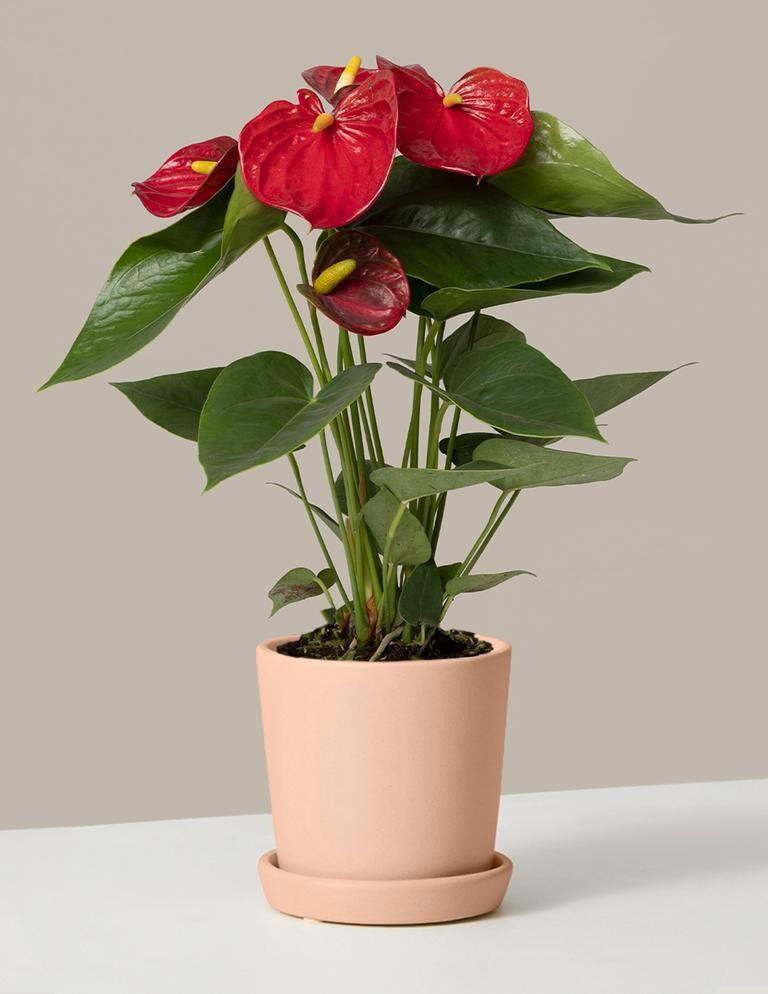 36 houseplants that actually thrive better with less light