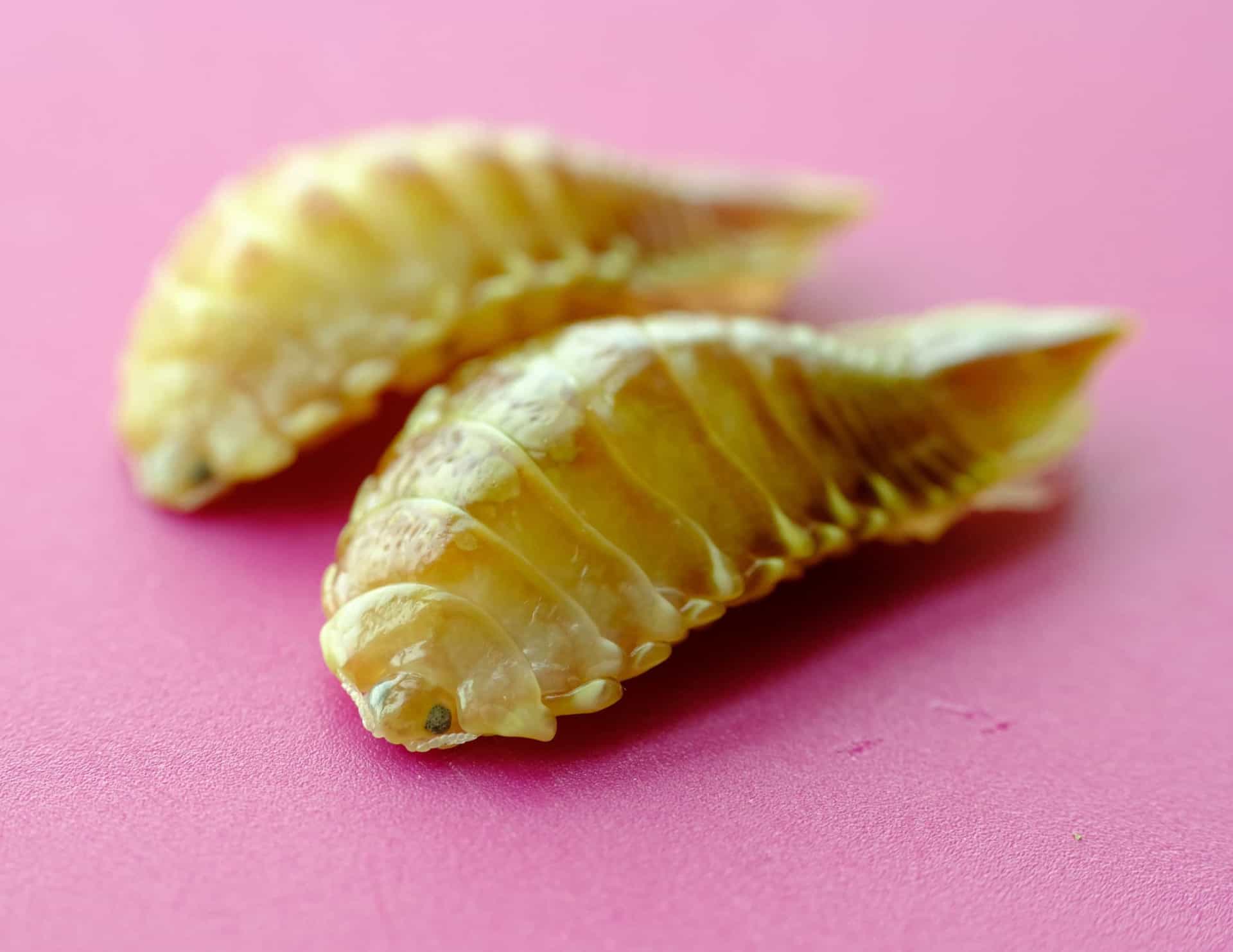 Ces fait sur les animaux donnent la chair de poule