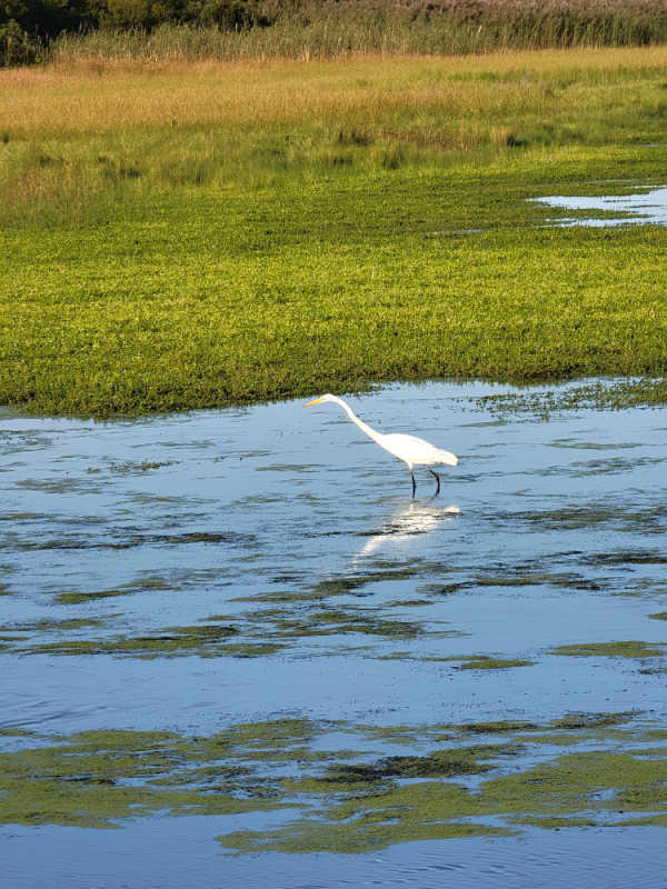 Complete Guide to Assateague Island National Seashore