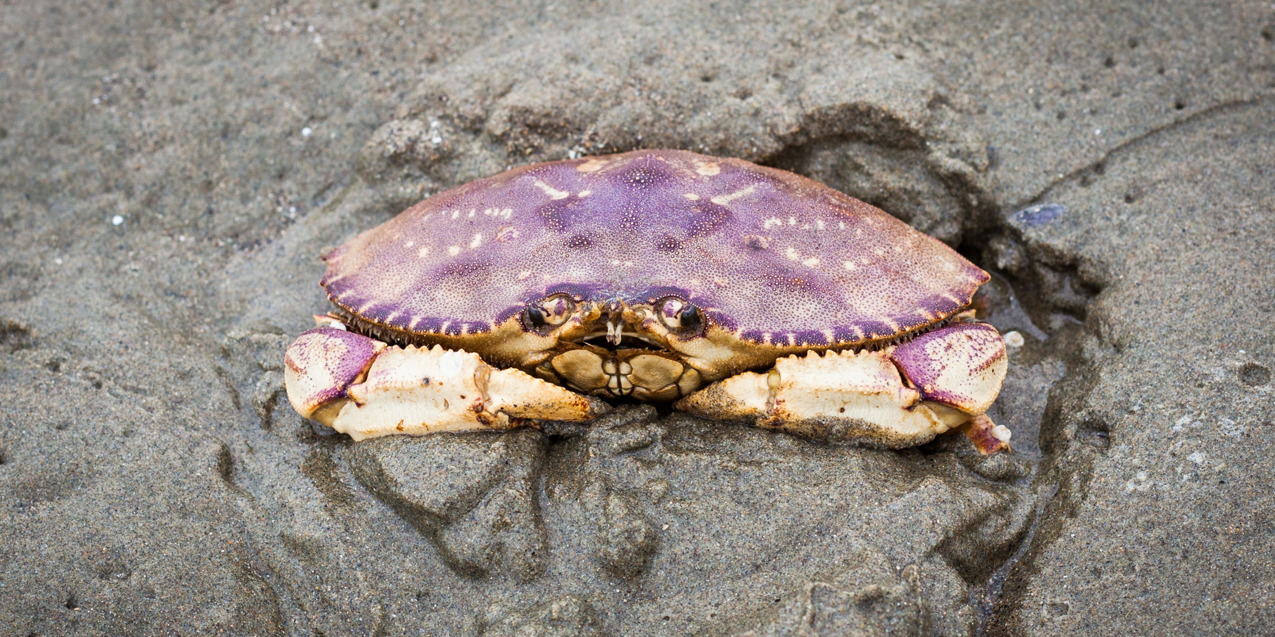 Bow Down to Our Country's 50 State Animals