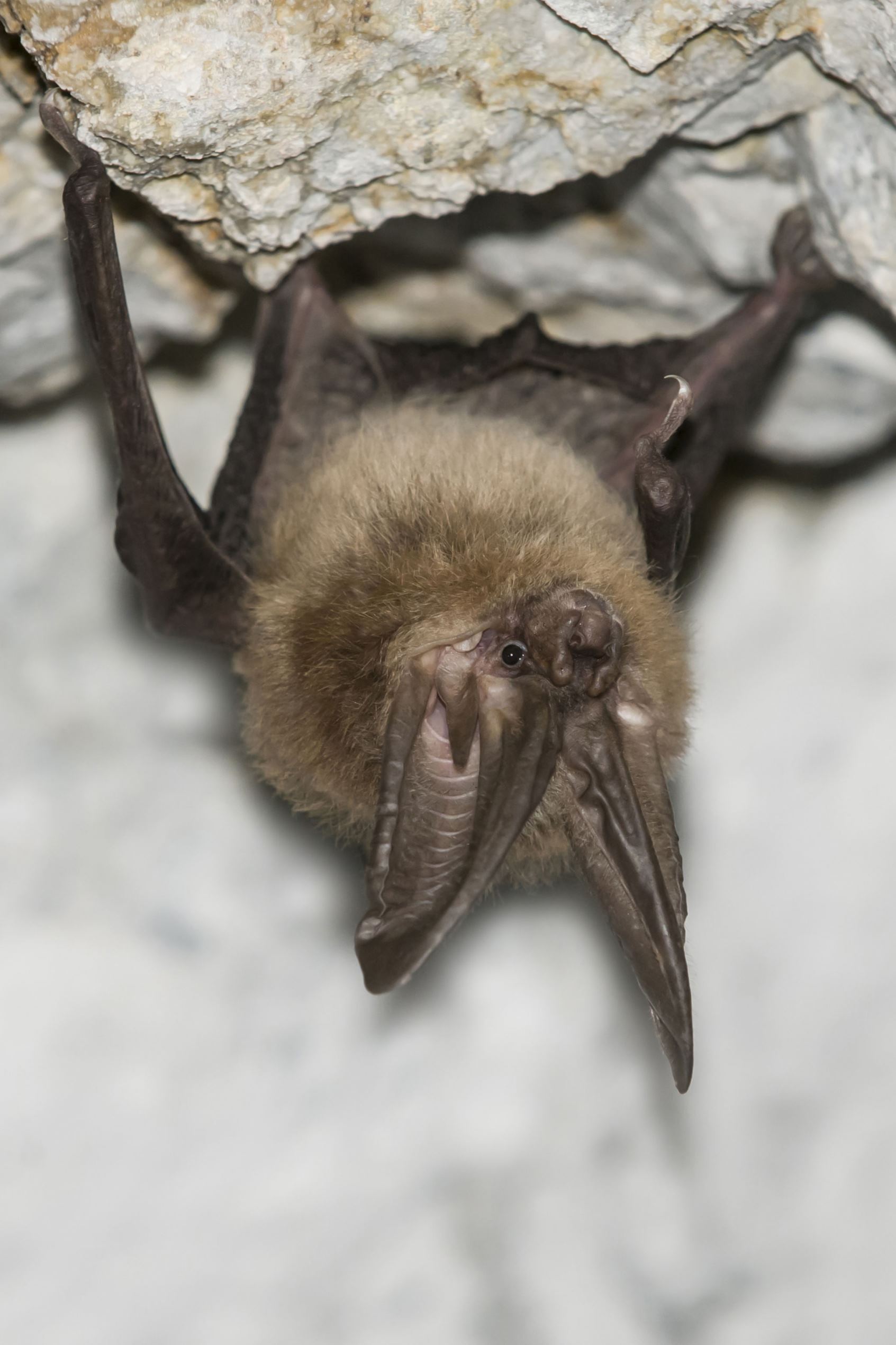 Bow Down to Our Country's 50 State Animals