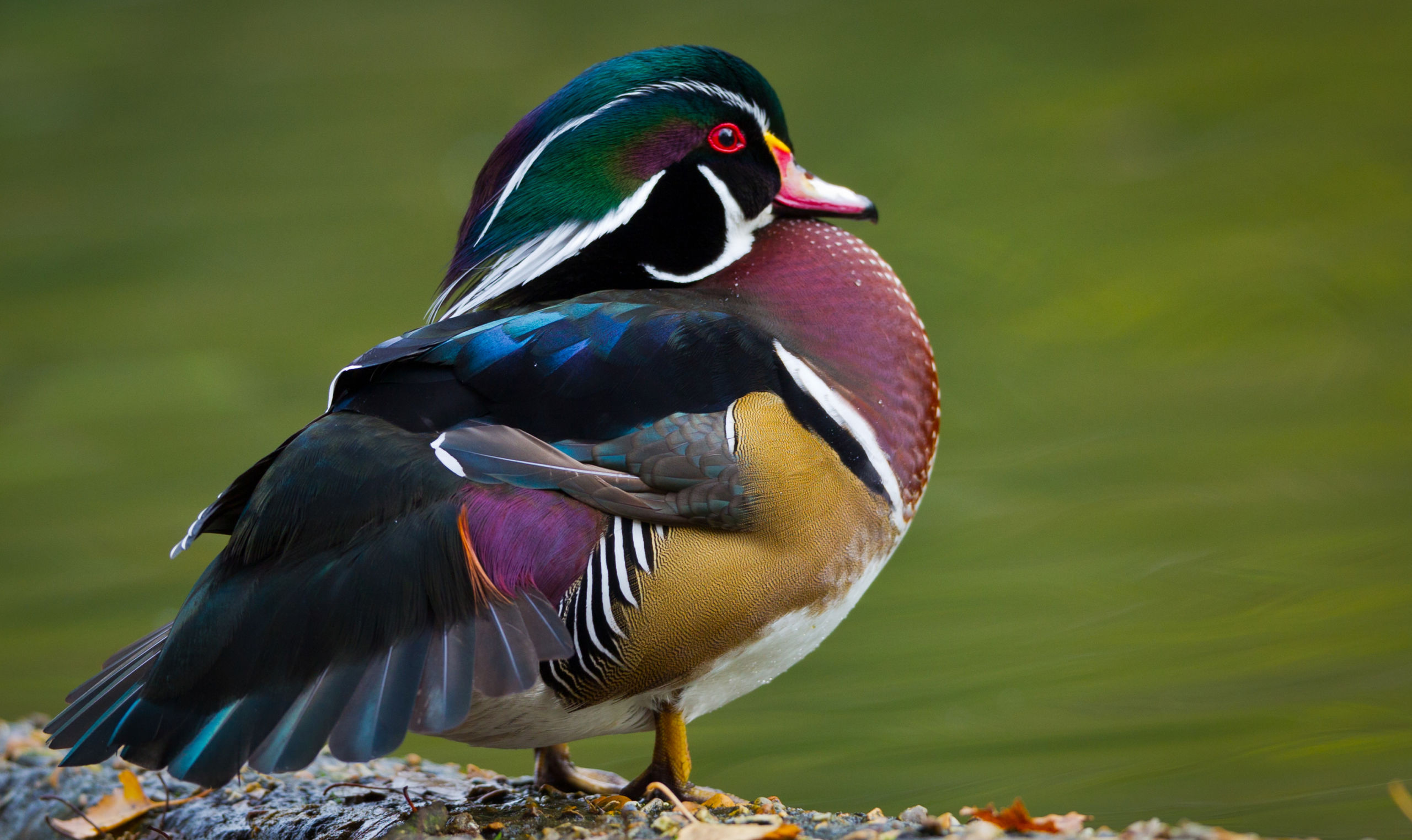 Bow Down to Our Country's 50 State Animals