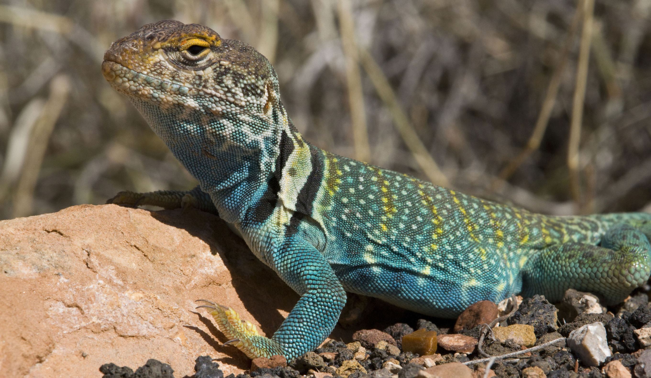 Bow Down to Our Country's 50 State Animals