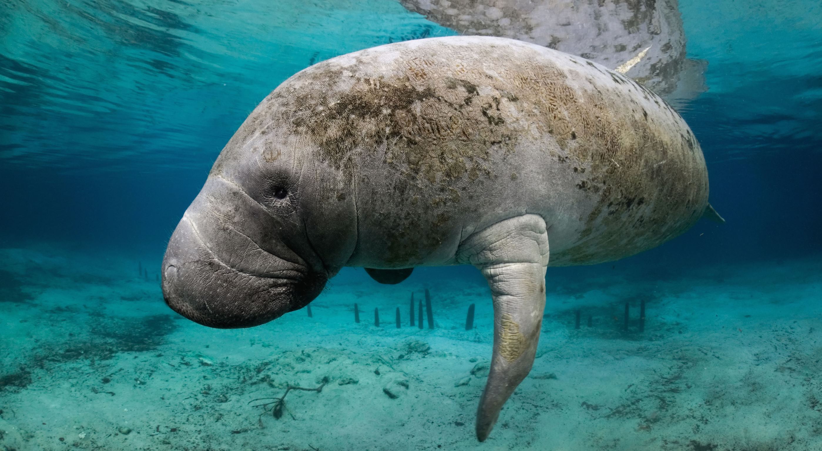 Bow Down to Our Country's 50 State Animals
