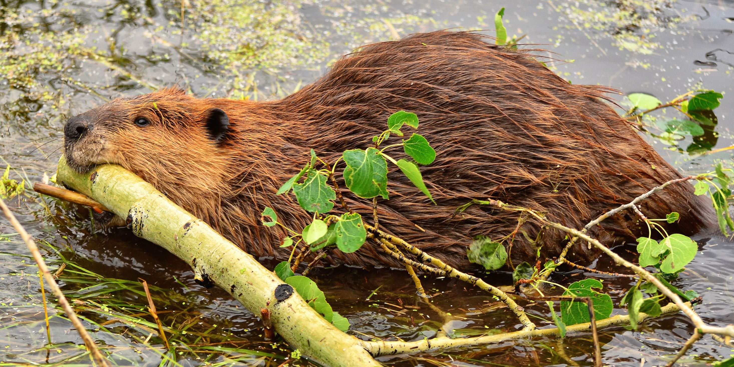 Bow Down to Our Country's 50 State Animals