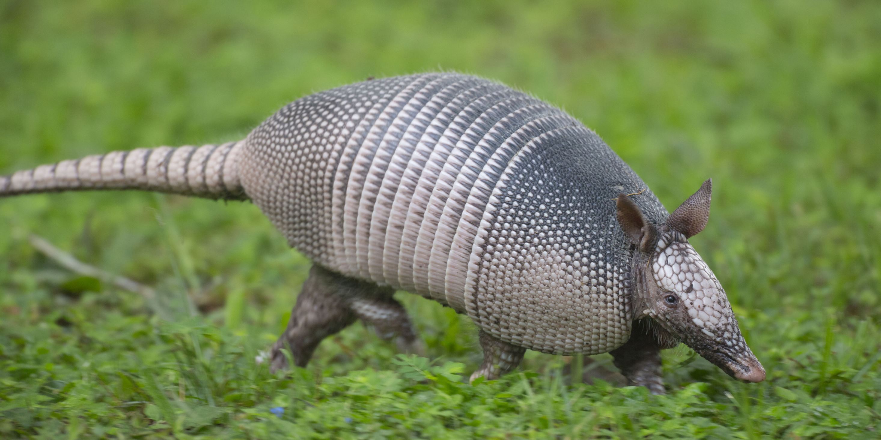Bow Down to Our Country's 50 State Animals