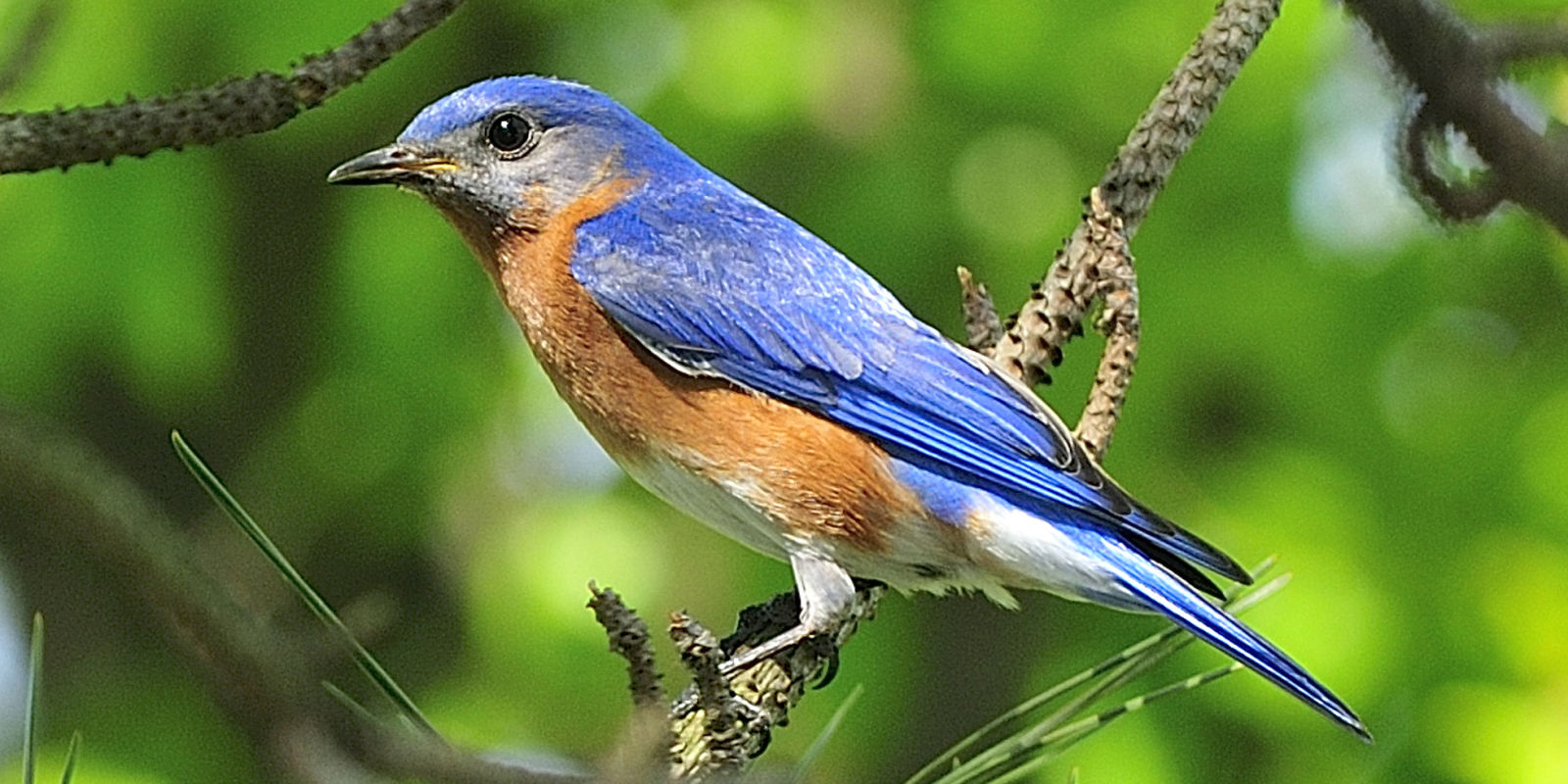 Bow Down to Our Country's 50 State Animals