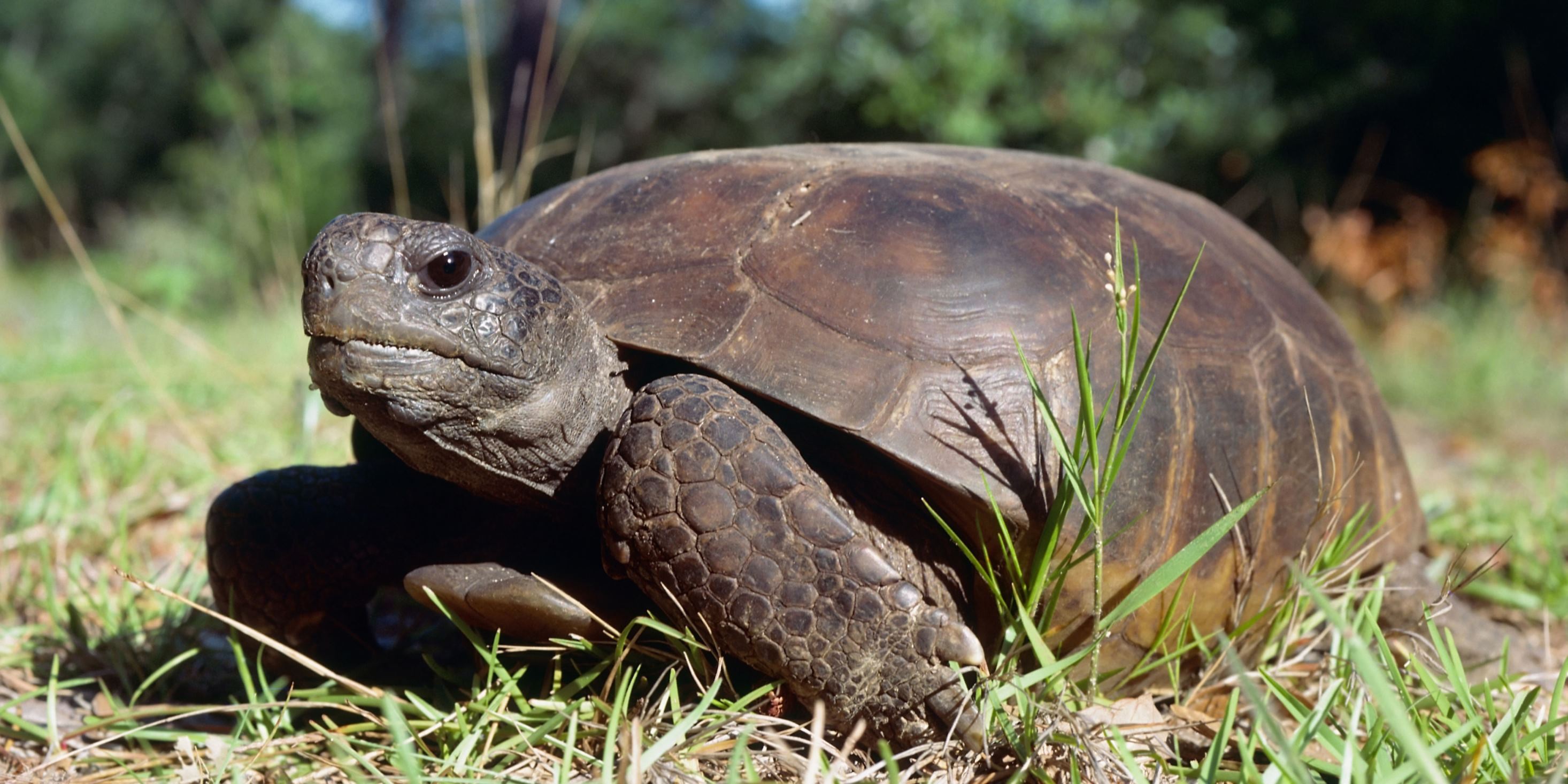 Bow Down to Our Country's 50 State Animals