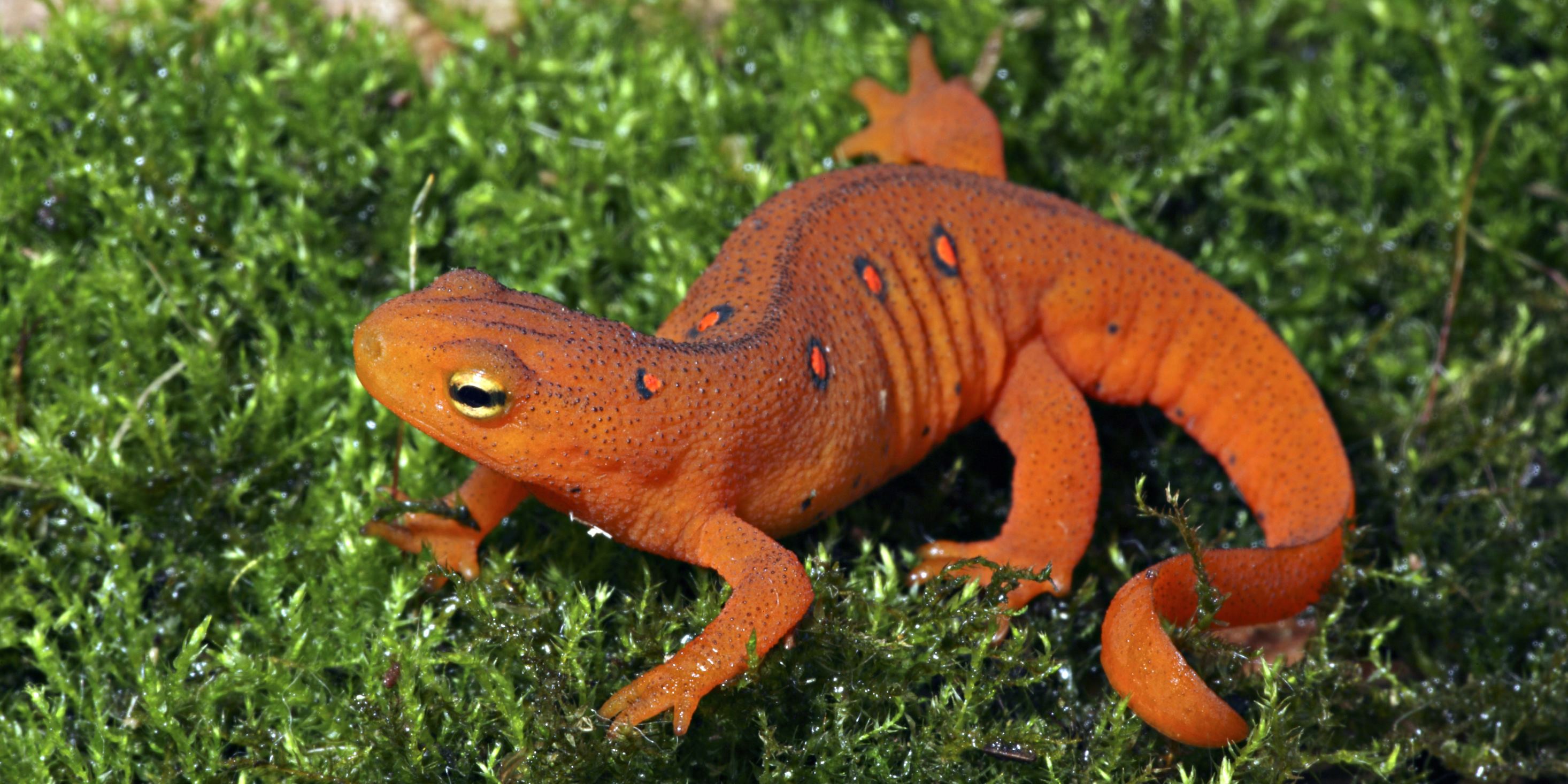 Bow Down to Our Country's 50 State Animals