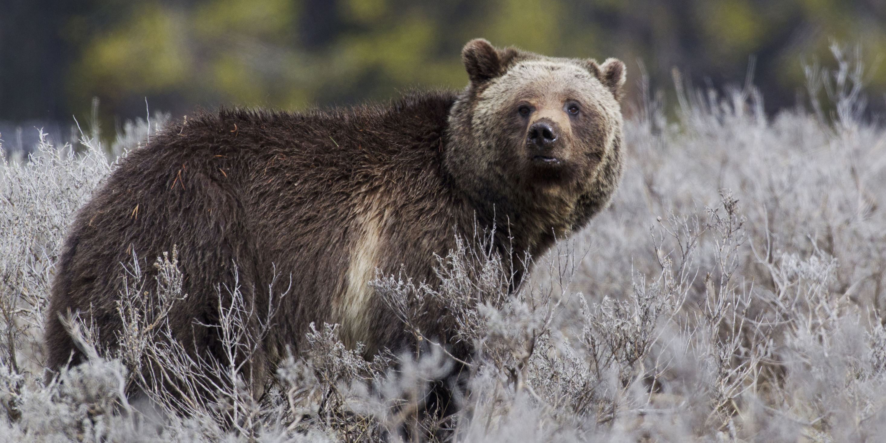 Bow Down to Our Country's 50 State Animals