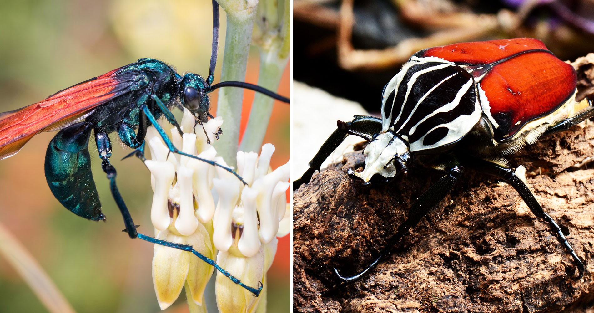 Mi Pueblo 911: Los insectos gigantes más Grande del mundo