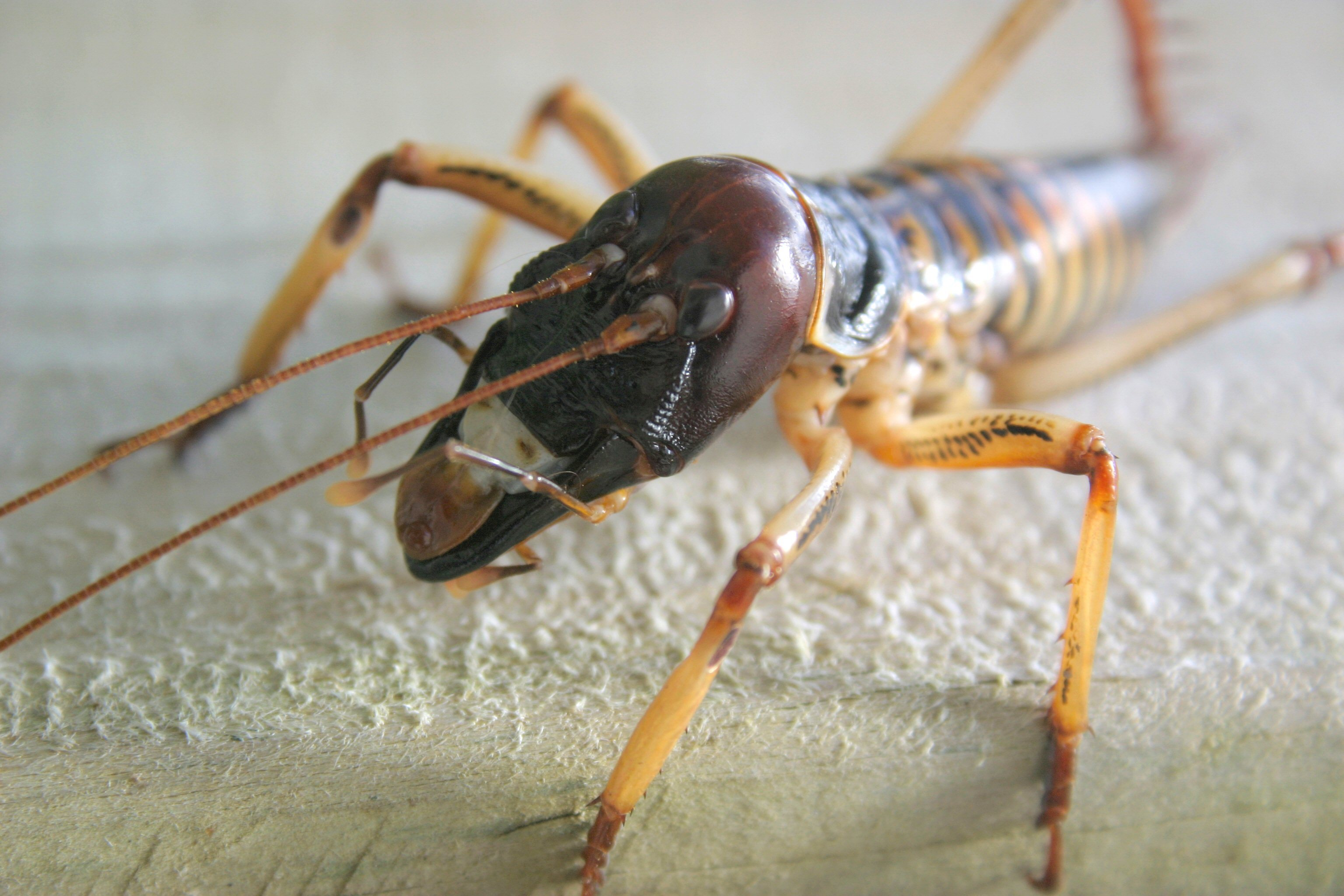 Mi Pueblo 911: Los insectos gigantes más Grande del mundo